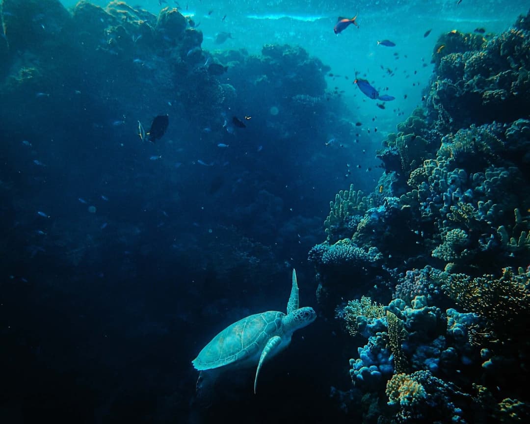 New Caledonia's Natural Park of the Coral Sea - Blue Nature Alliance