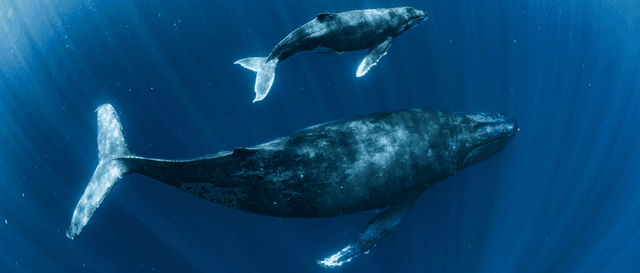 Earth Day 2026: Four Signs of Progress for Ocean Conservation - Blue ...
